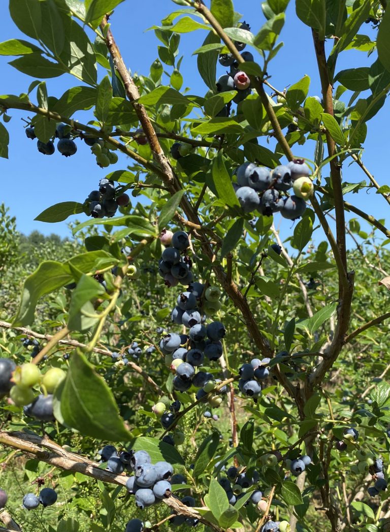 Pick Your Own Blueberries in Western Mass!