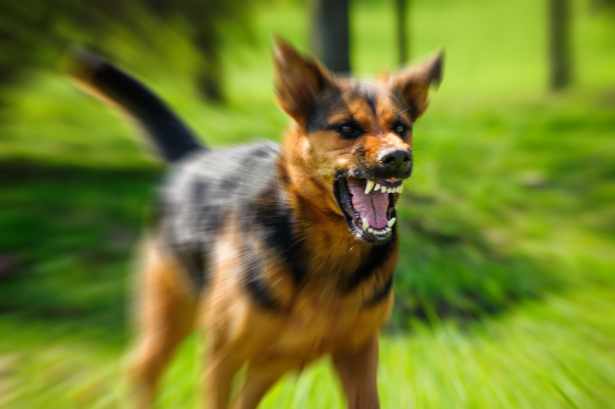 What Do I Do if A Dog Bit Me in Massachusetts?